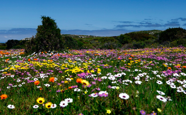 Blomtyd in die Weskus Nasionale Park - Voertaal