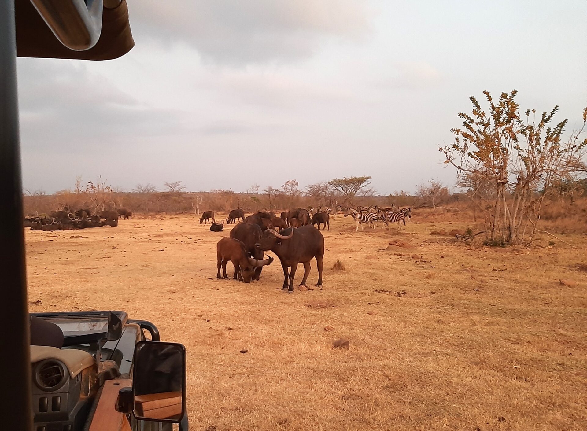 Groot Vyf nie al wat jou asem hier sal wegslaan nie (Mhondoro Safari ...